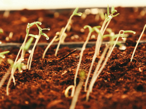 Seeding Your Vision - DeckTec Outdoor Designs